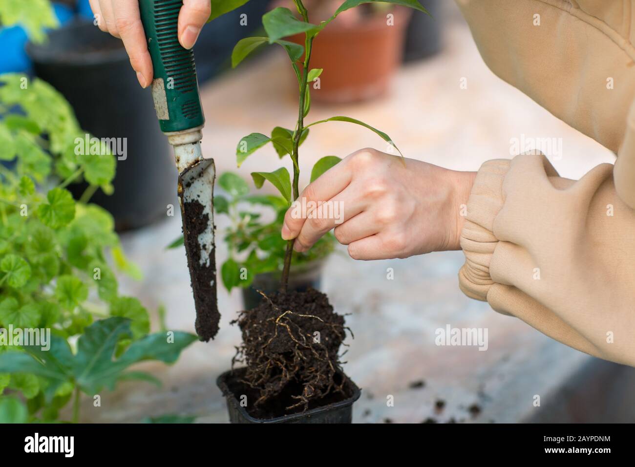 Seedling root system hi-res stock photography and images - Alamy