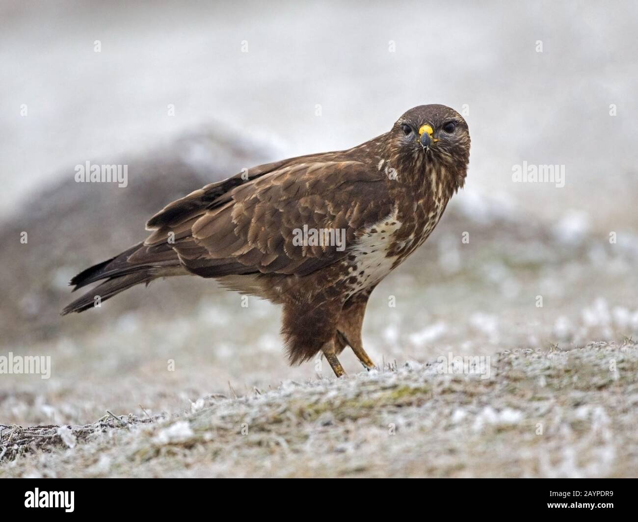 Common buzzard standing Stock Photo - Alamy