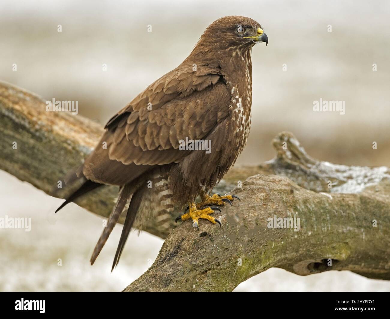 Buzzard perched hi-res stock photography and images - Alamy