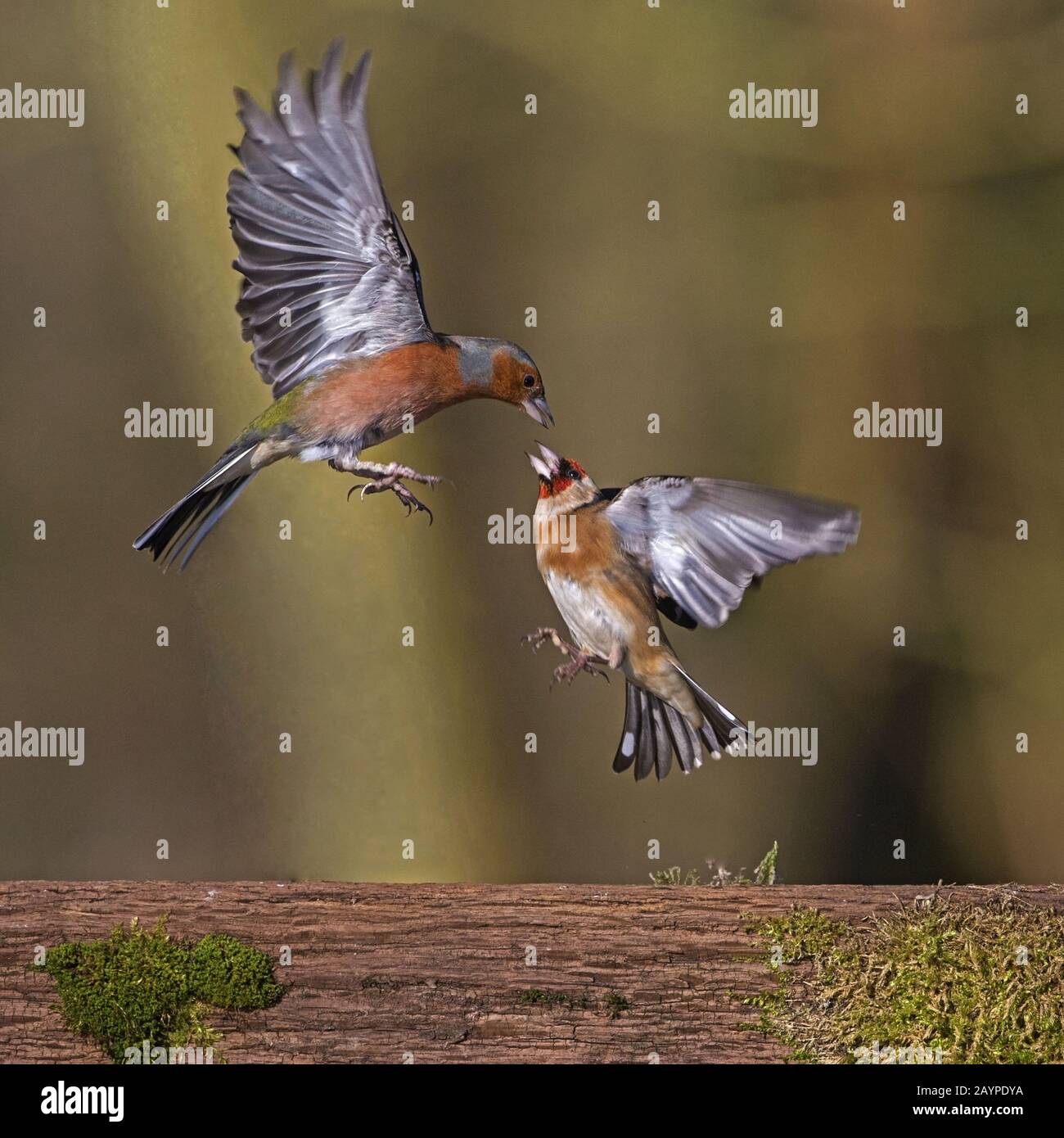 Goldfinch male hi-res stock photography and images - Alamy