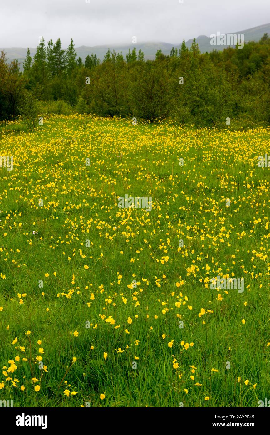 Wildflowers in iceland hi-res stock photography and images - Alamy