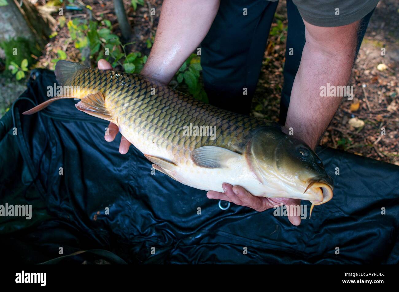 freshly caught carp fish in a forest pond Stock Photo - Alamy
