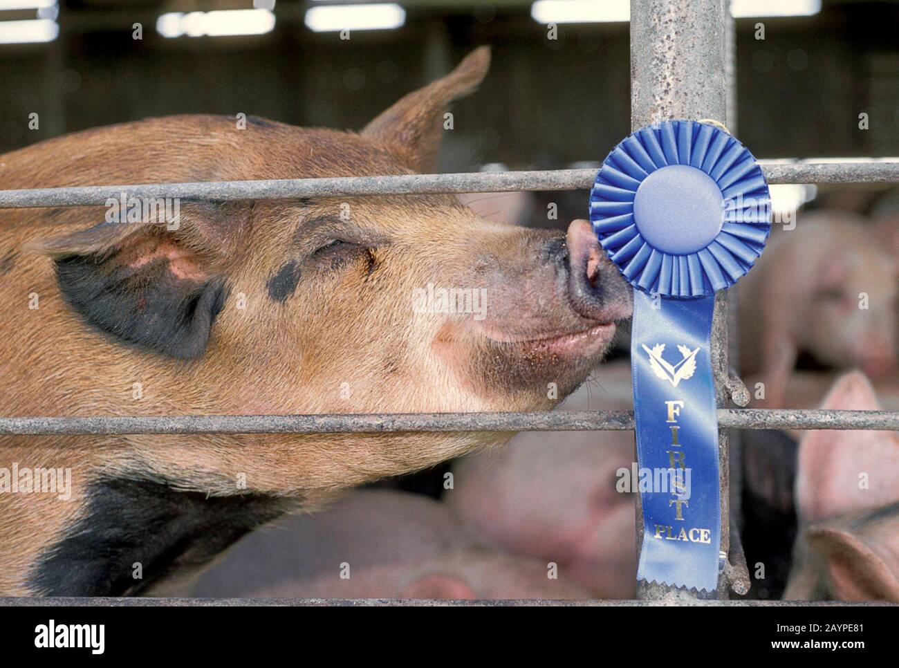 Austin, Texas: Pig at livestock show barn with blue ribbon. ©Bob ...