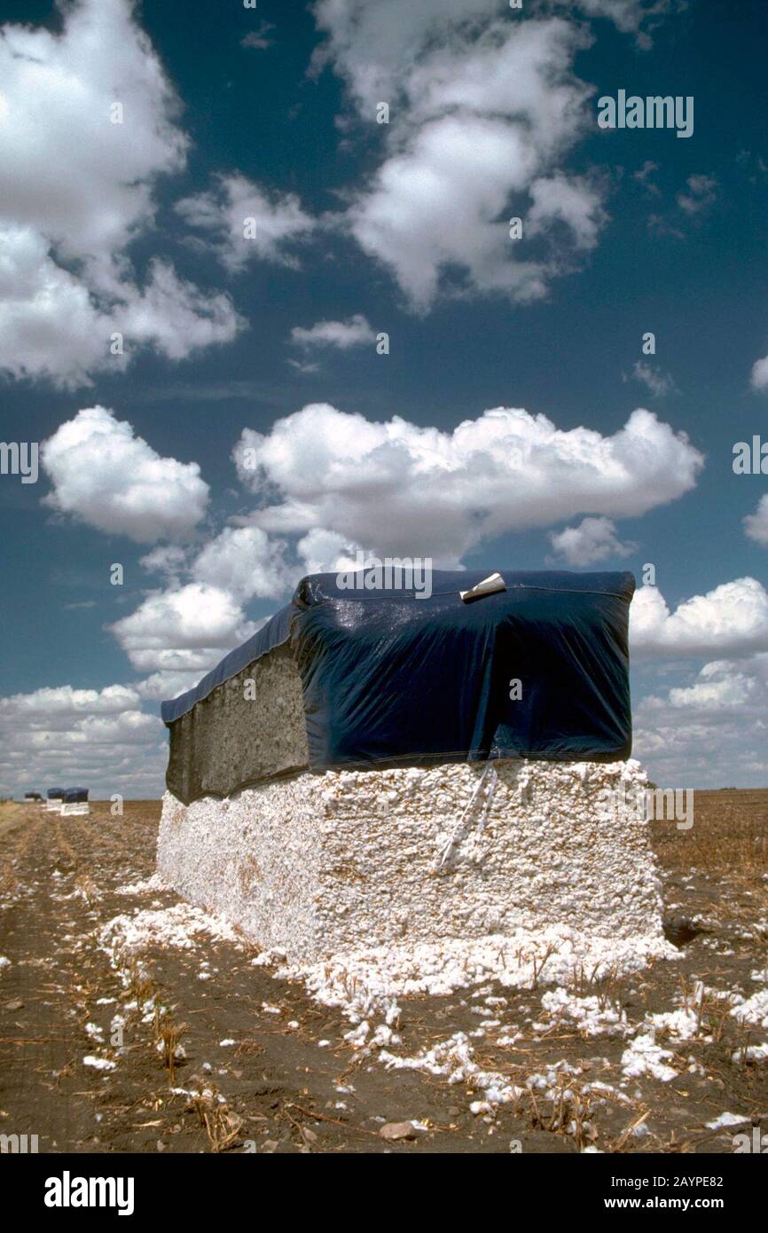 Black tarp covers cotton modules in cotton fields in Texas. ©Bob ...