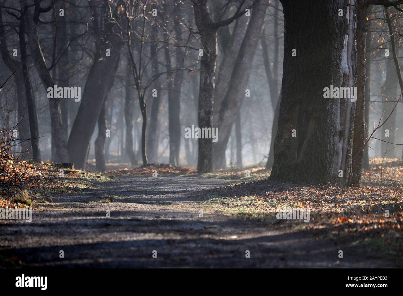 Birch trees fog hi-res stock photography and images - Alamy