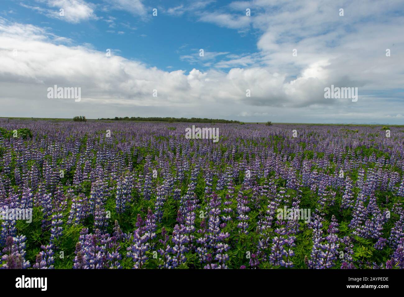 Nootka lupine (Lupinus nootkatensis), which was introduced from Alaska ...