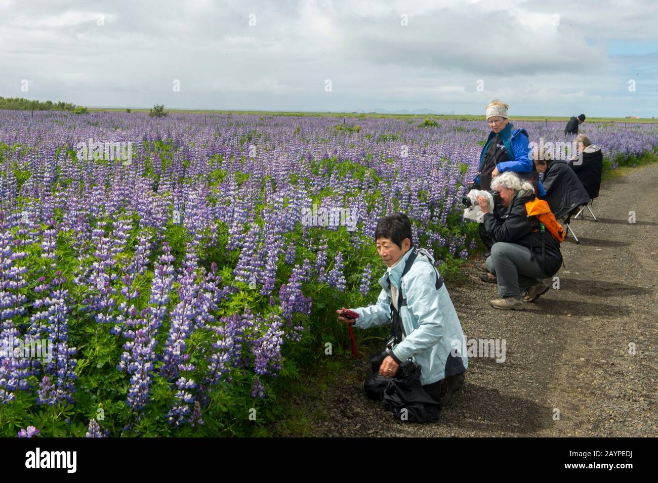 People photographing Nootka lupine (Lupinus nootkatensis), which was ...