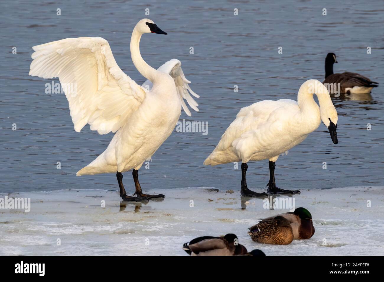 A pair of trumpeter swans (Cygnus buccinator) on ice of a freezing lake ...