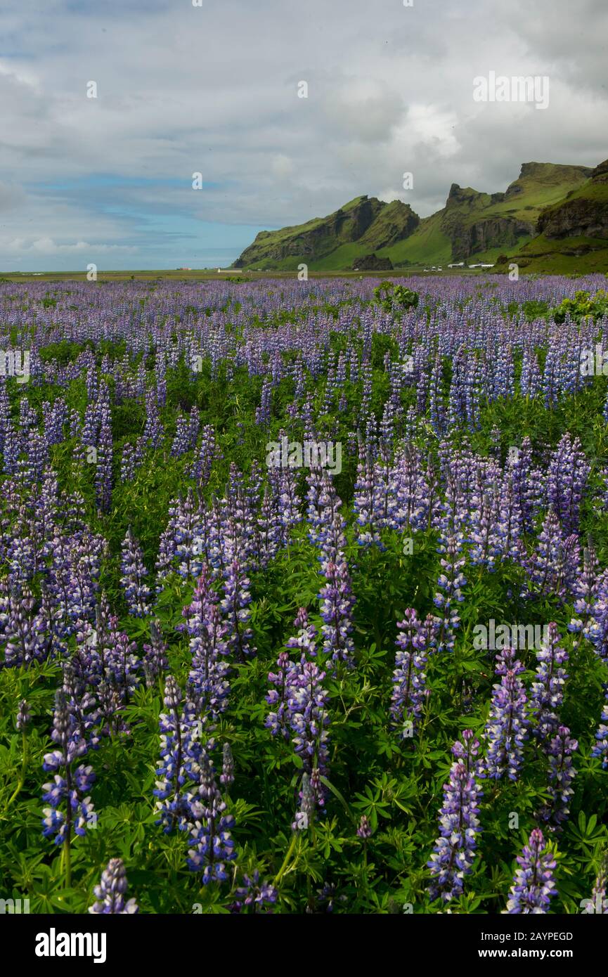 A field of Nootka lupines (Lupinus nootkatensis), which were introduced ...