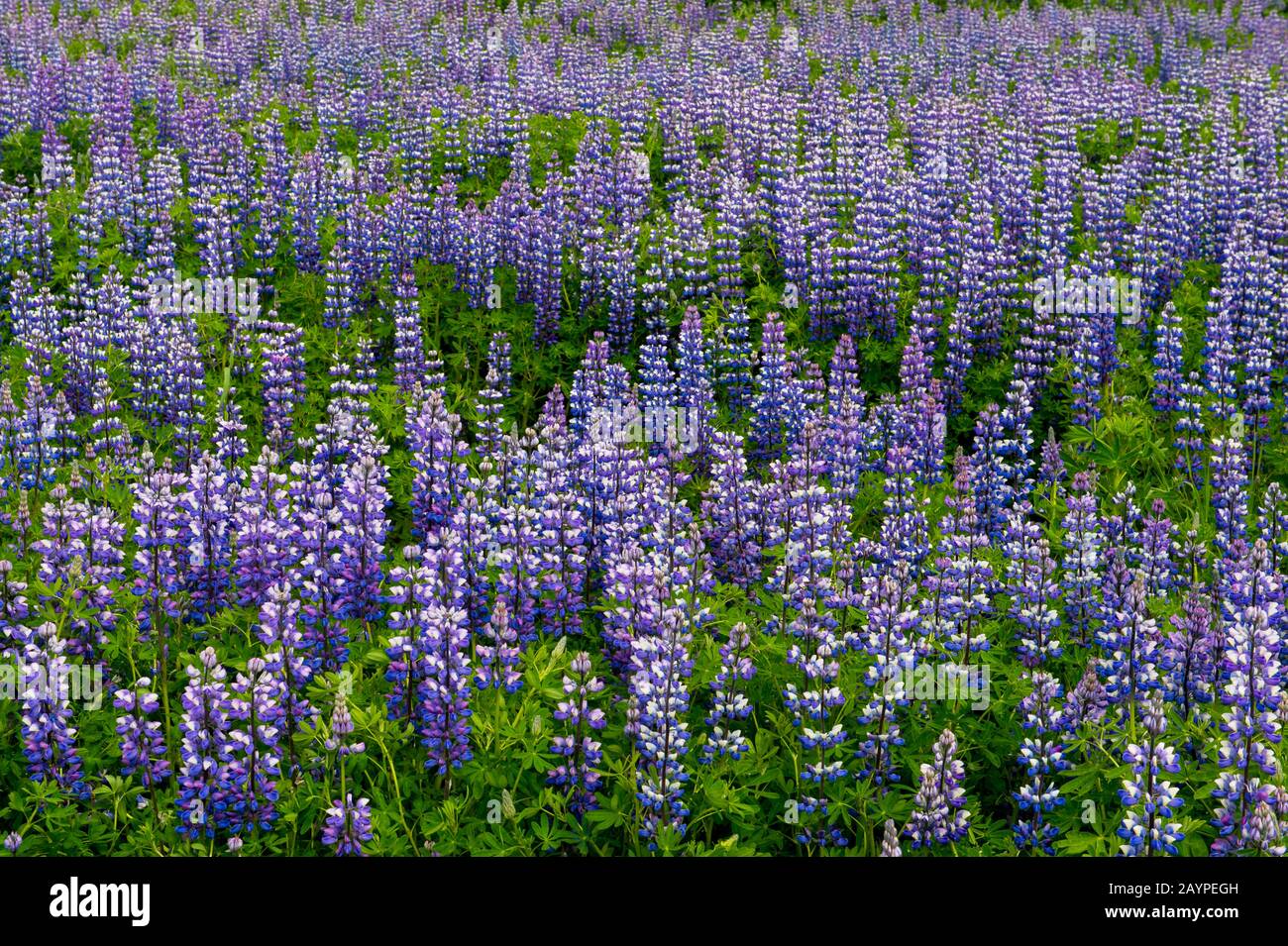 Nootka lupine (Lupinus nootkatensis), which was introduced from Alaska ...