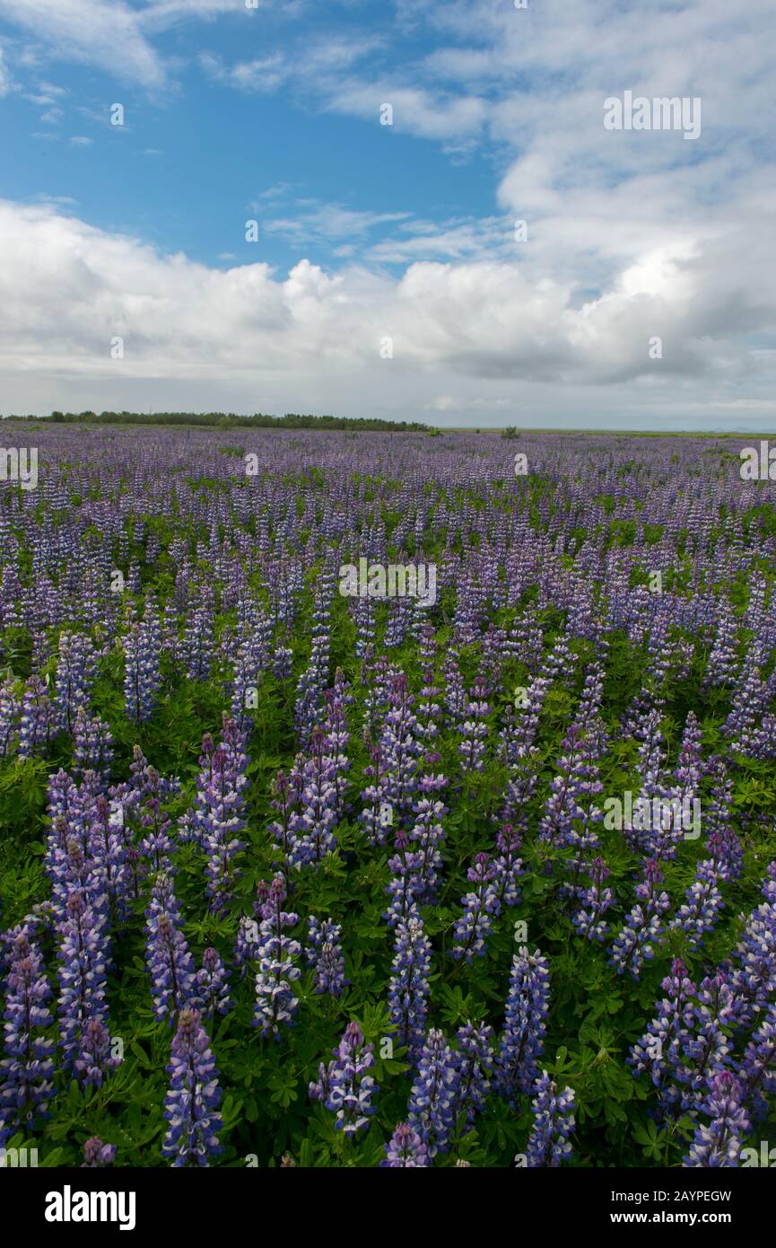 Nootka lupine (Lupinus nootkatensis), which was introduced from Alaska ...