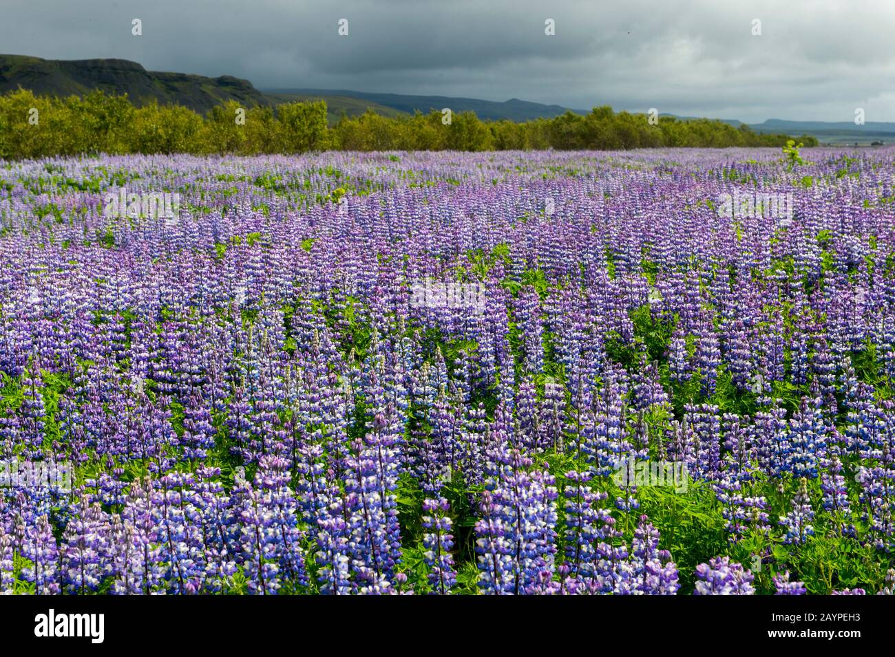A field of Nootka lupines (Lupinus nootkatensis), which were introduced ...