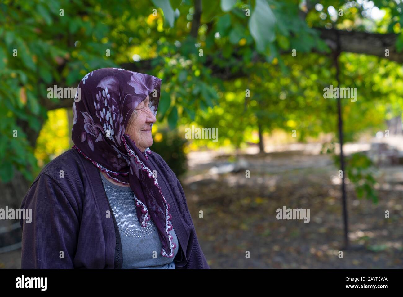 Kaman, Kirsehir /Turkey-October 27 2019: Old woman picks walnut under a ...