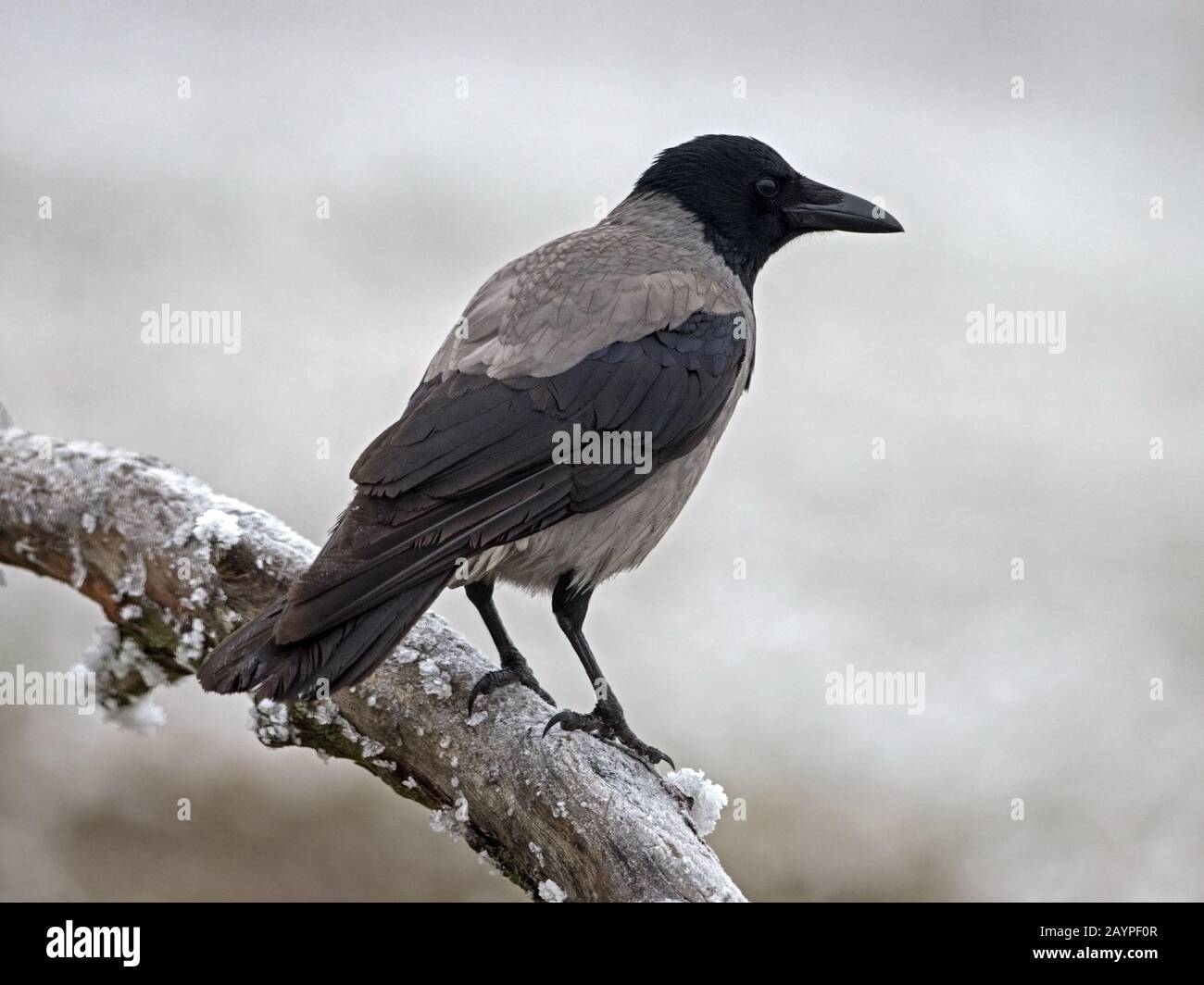 Crow perched hi-res stock photography and images - Alamy