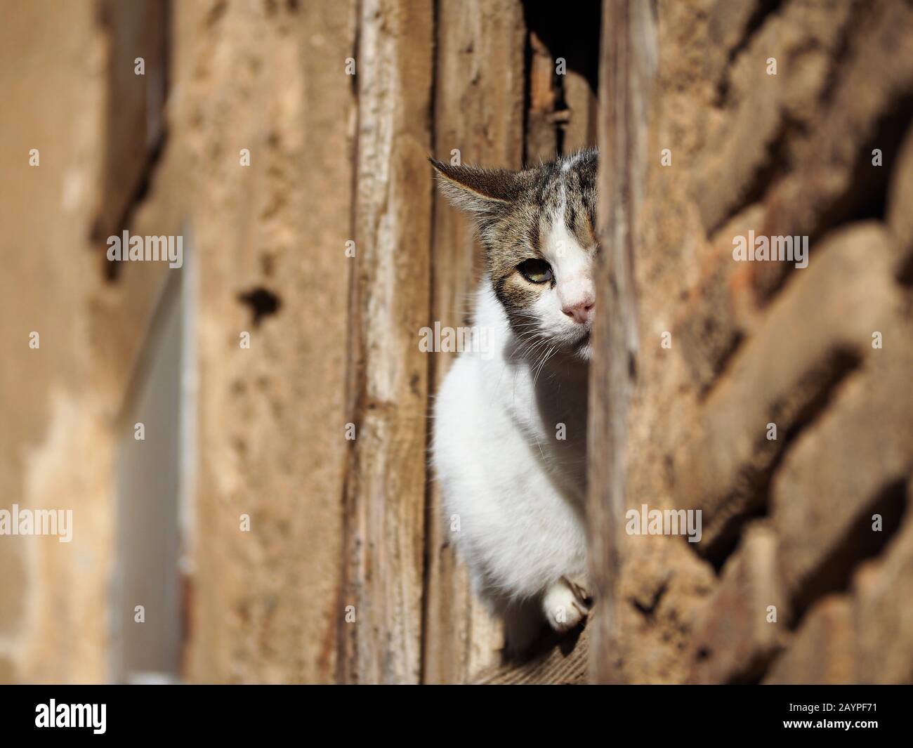 Cute Cat playing hide and seek behind the window at funny moment in ...