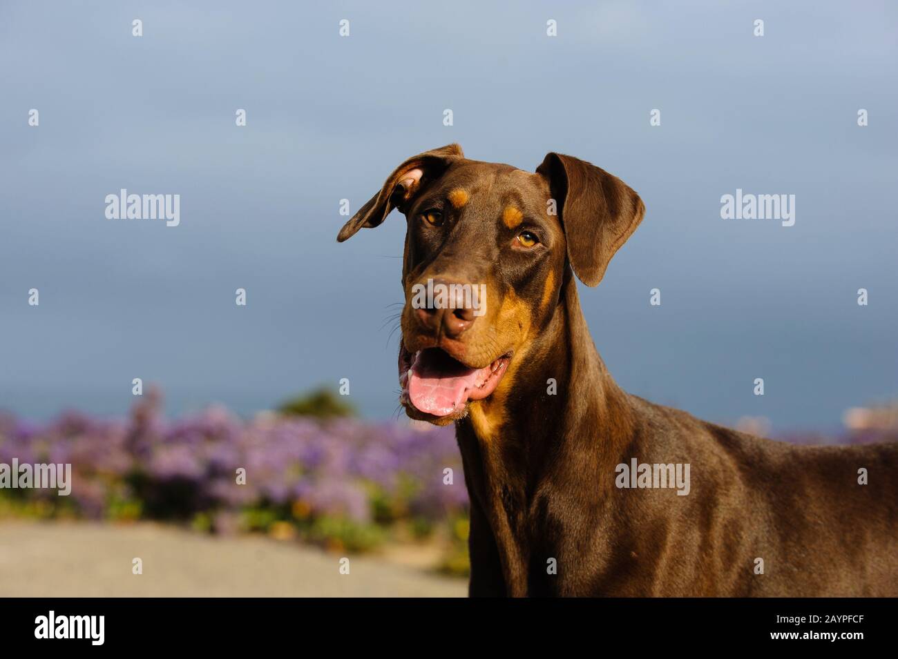 Blue Warlock Doberman