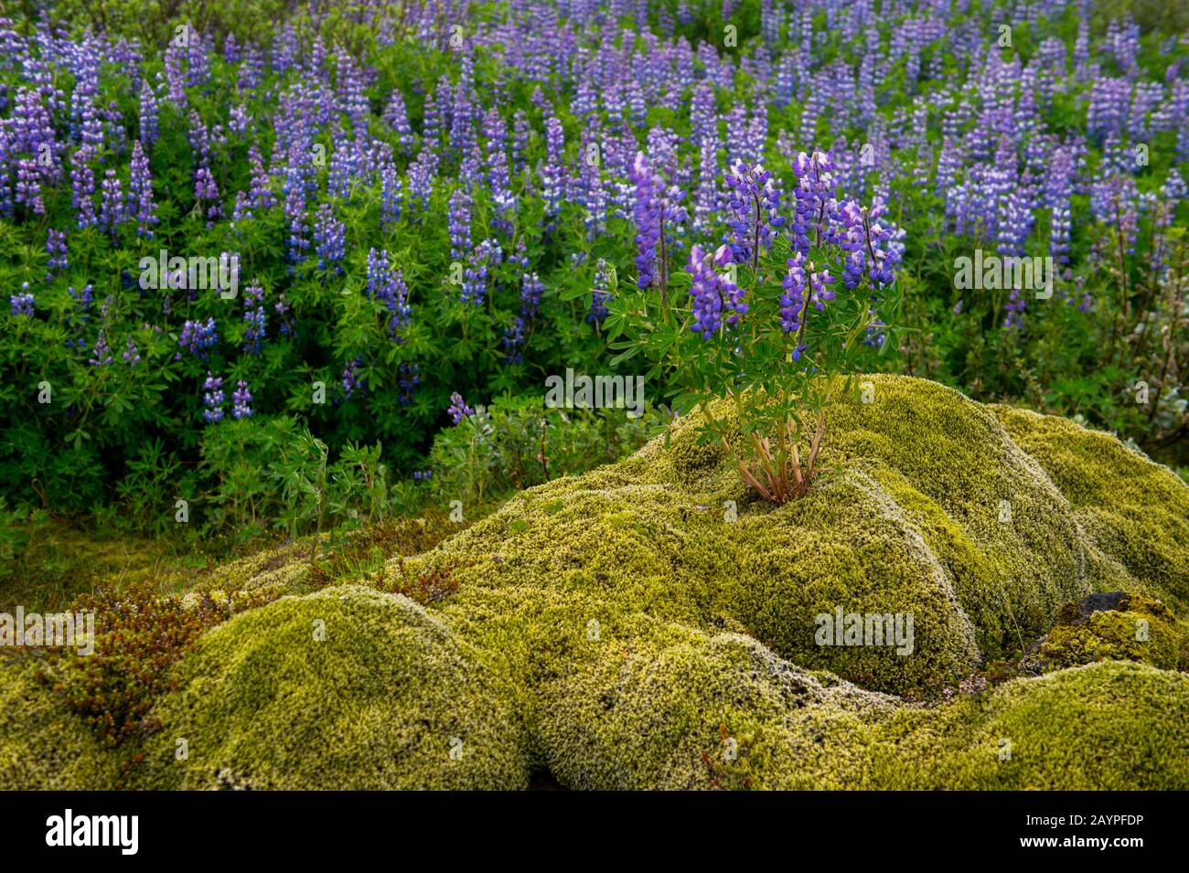 Woolly fringe moss hi-res stock photography and images - Alamy