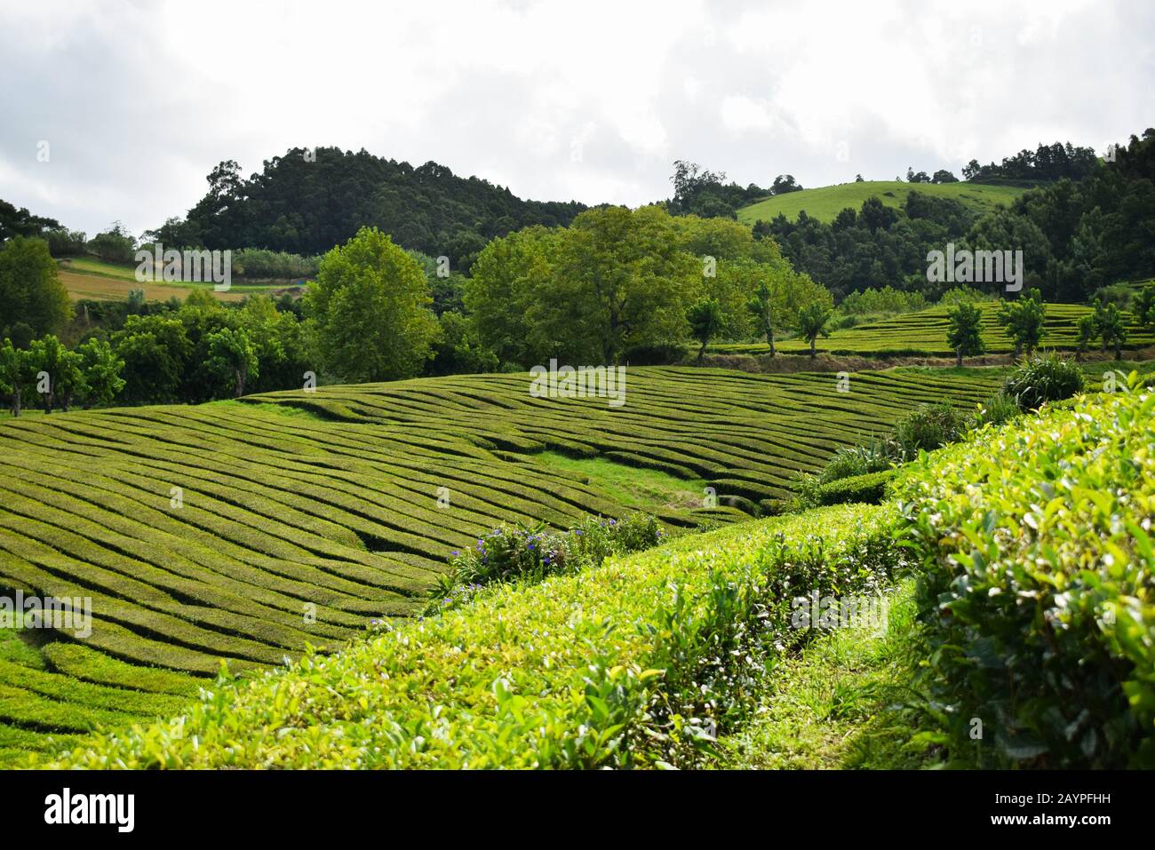 Tea plantations on Azorean island Stock Photo - Alamy