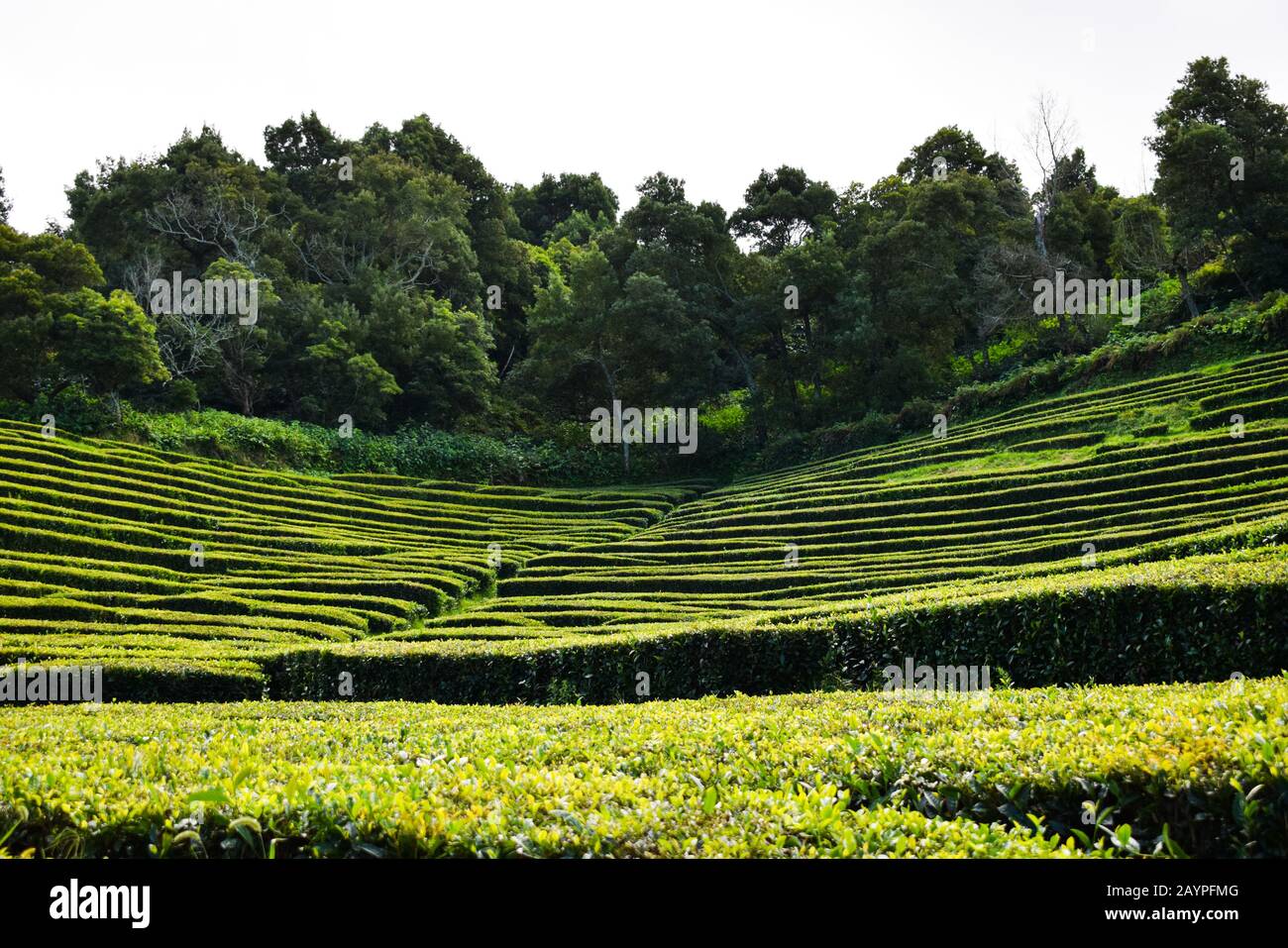 Tea plantations on Azorean island Stock Photo - Alamy