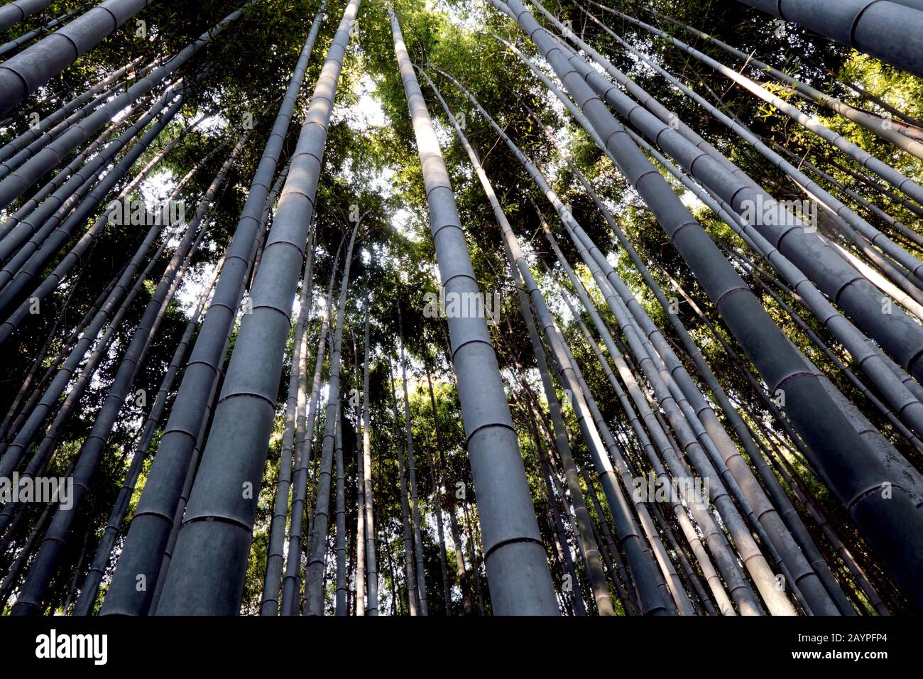 Giant bamboo trees hi-res stock photography and images - Alamy