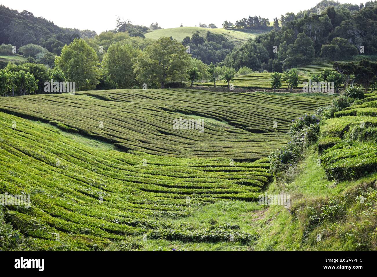 Tea plantations on Azorean island Stock Photo - Alamy