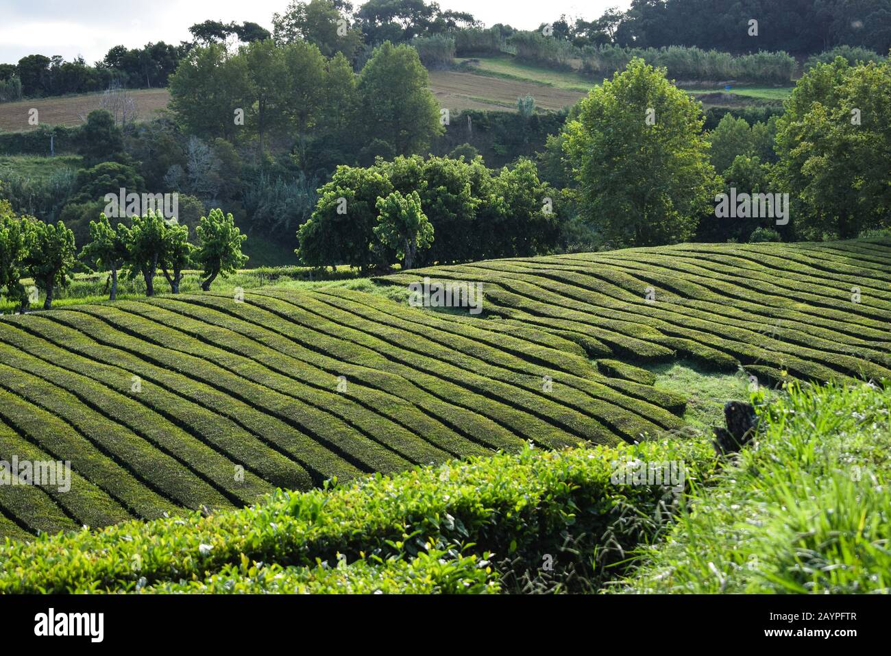 Tea plantations on Azorean island Stock Photo - Alamy