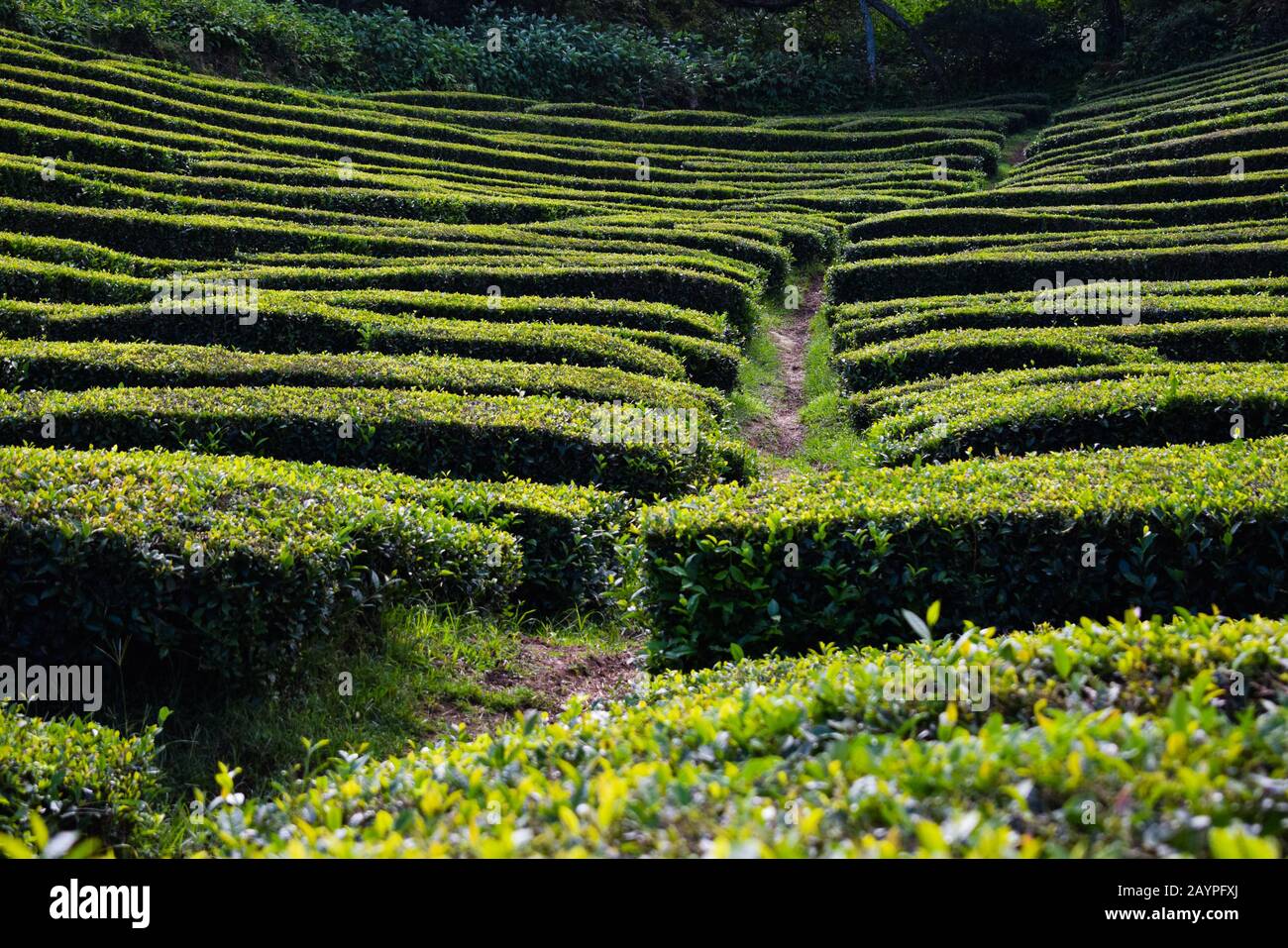 Tea plantations on Azorean island Stock Photo - Alamy