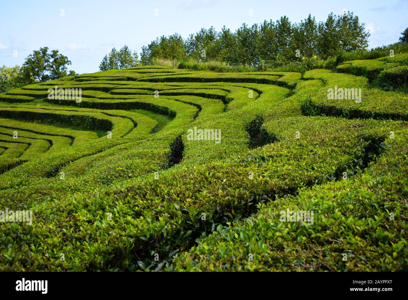 Tea plantations on Azorean island Stock Photo - Alamy