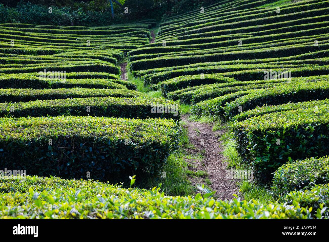 Tea plantations on Azorean island Stock Photo - Alamy