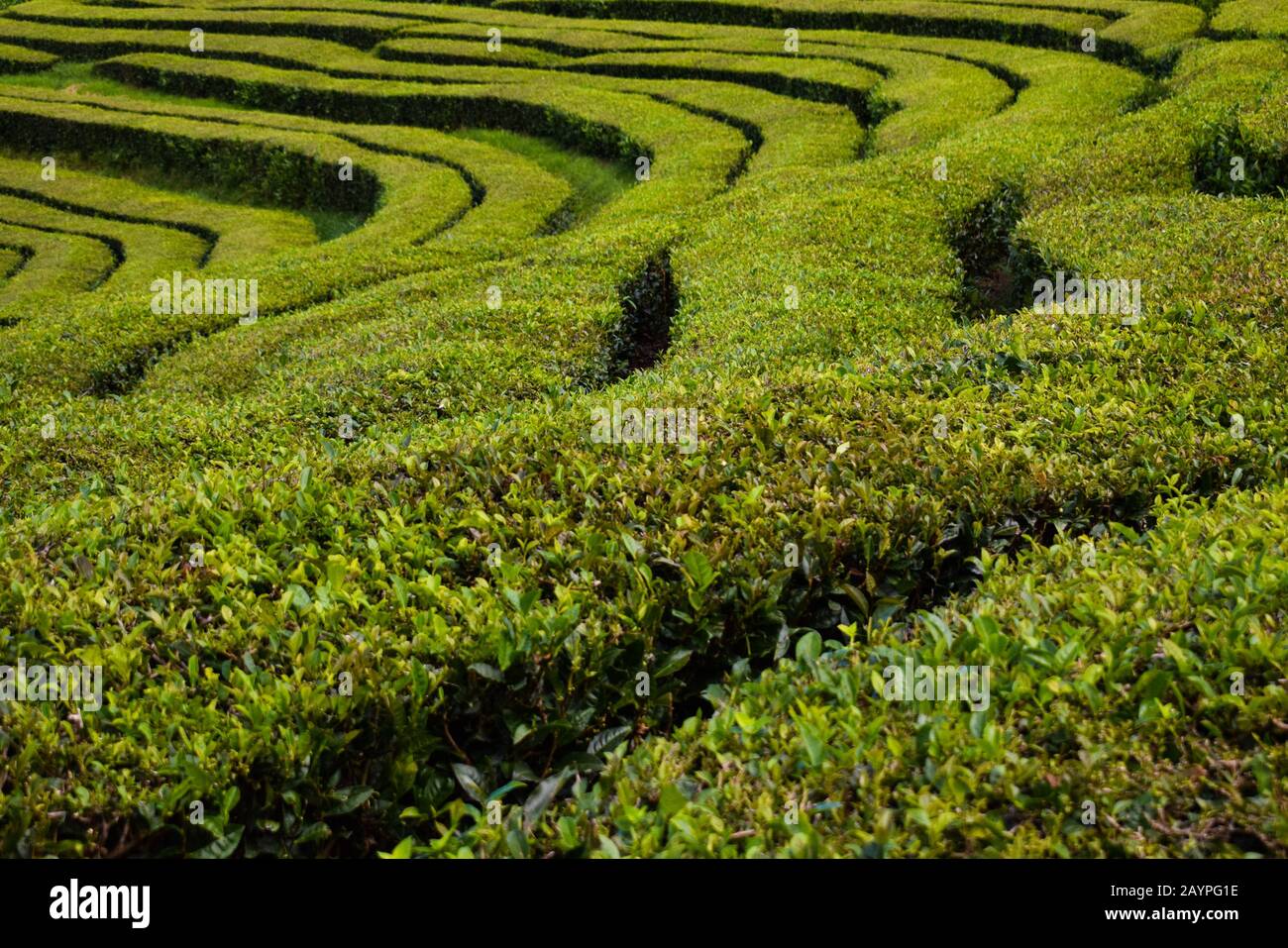 Tea plantations on Azorean island Stock Photo - Alamy