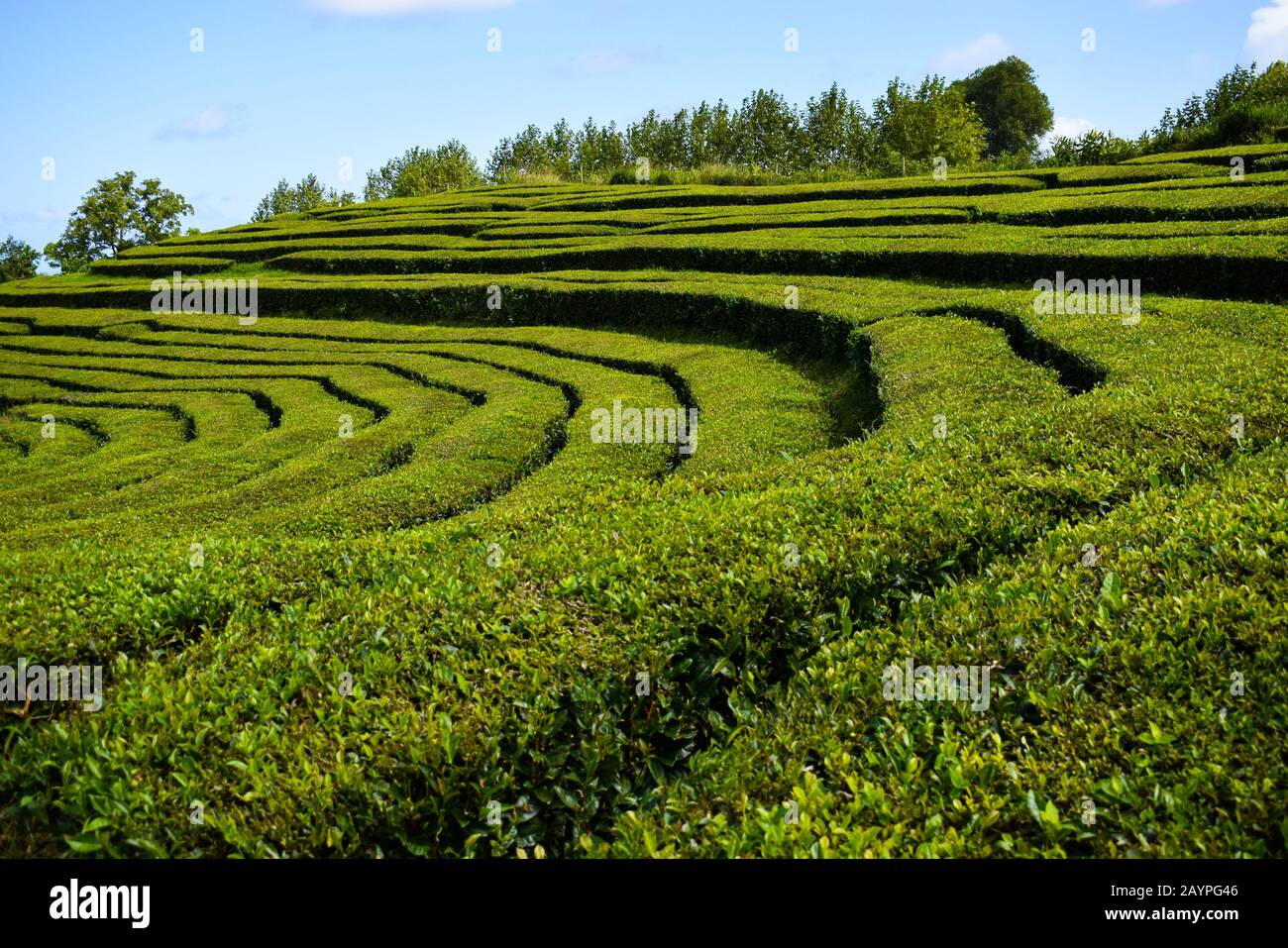 Tea plantations on Azorean island Stock Photo - Alamy