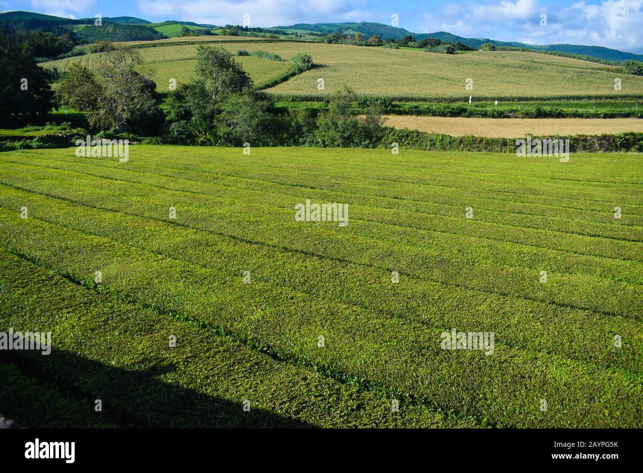 Tea plantations on Azorean island Stock Photo - Alamy