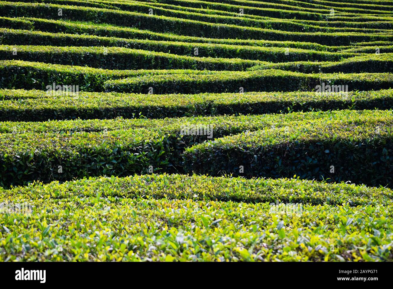 Tea plantations on Azorean island Stock Photo - Alamy