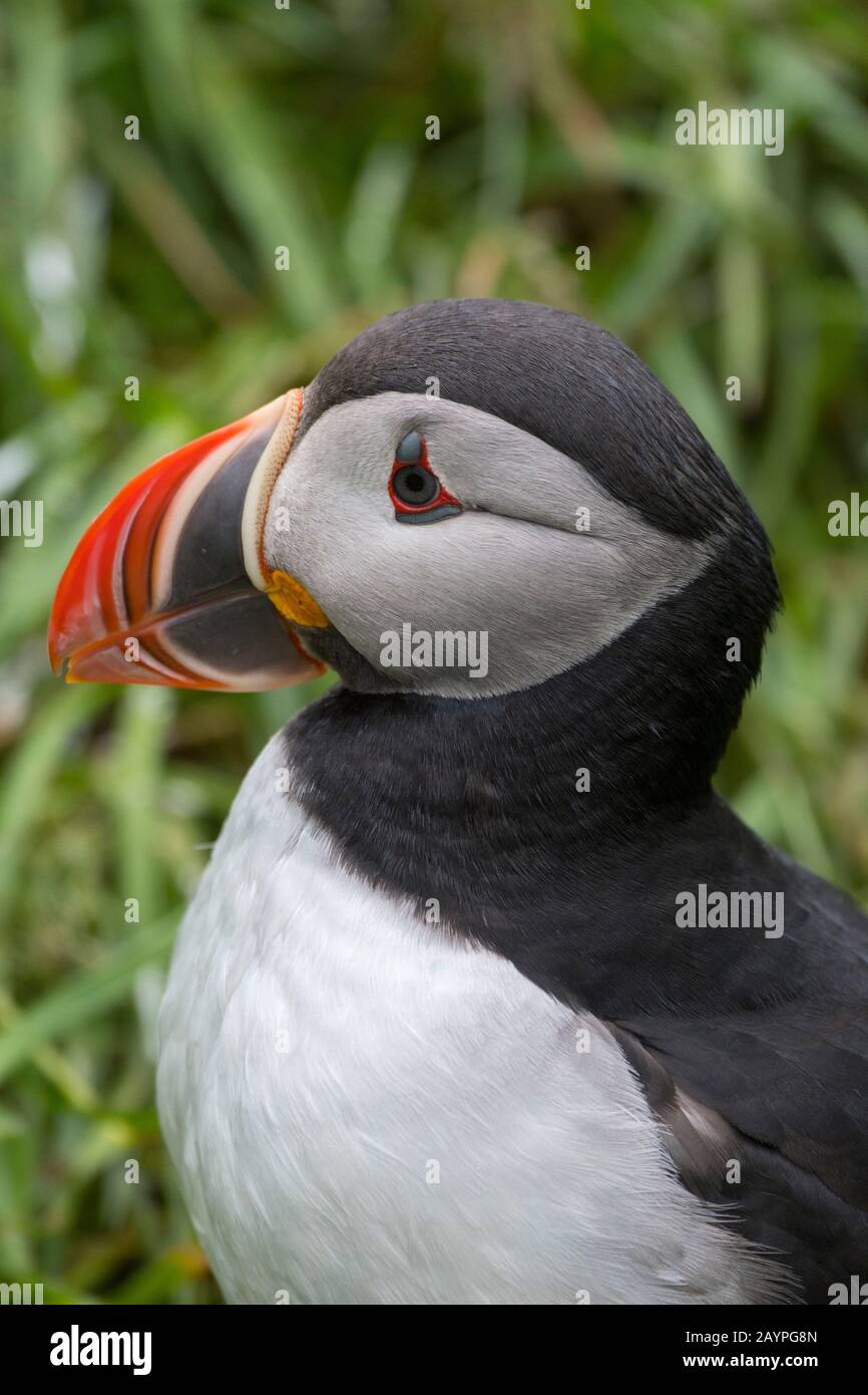 Portrait of an Atlantic puffin (Fratercula arctica), also known as the ...