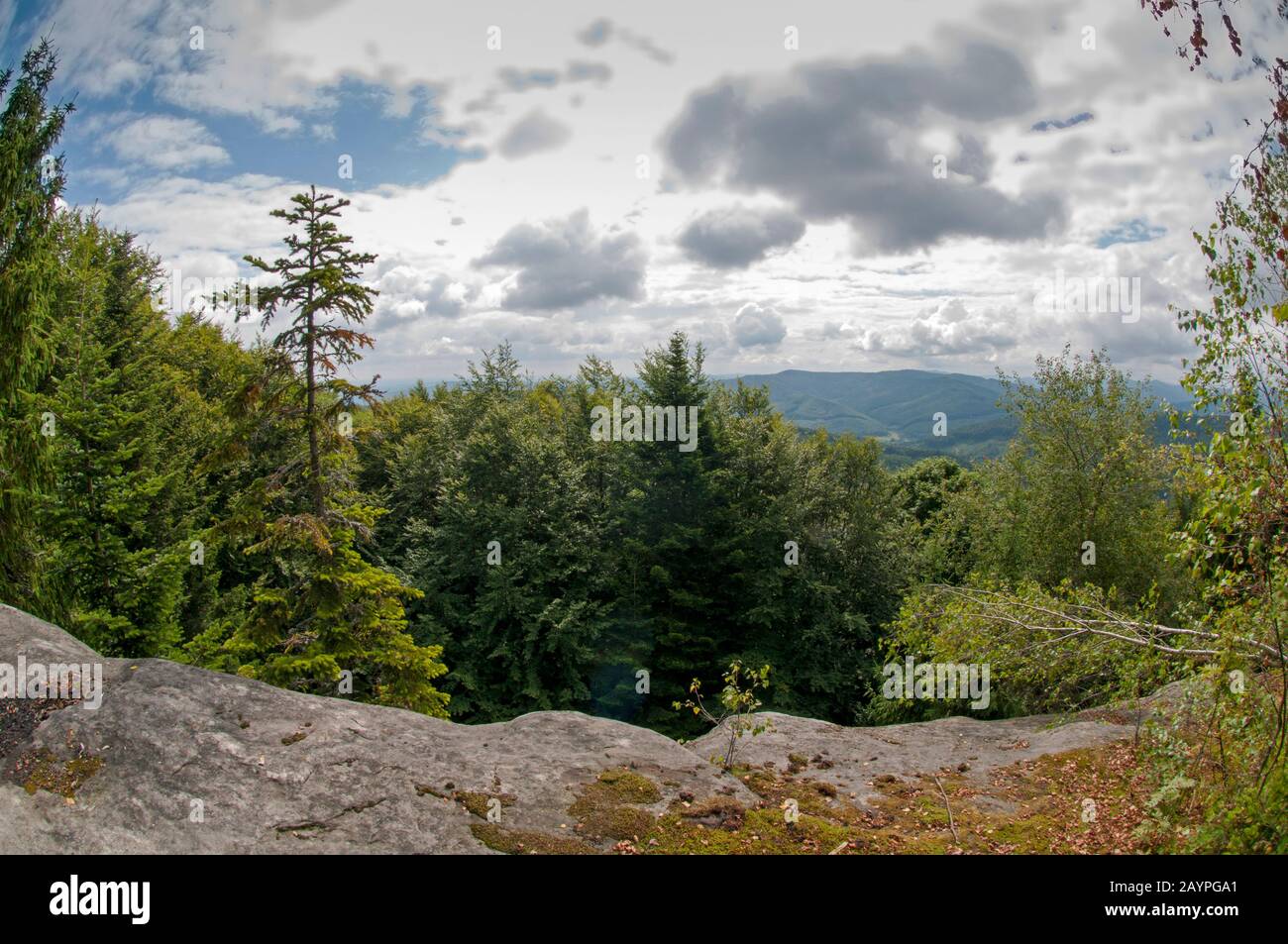 a beautiful landscape in the mountains with rock and summer forest ...