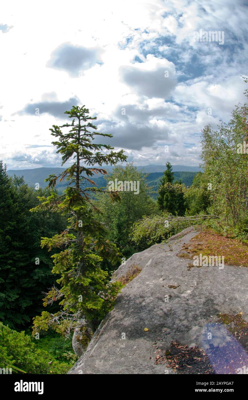 a beautiful landscape in the mountains with rock and summer forest ...