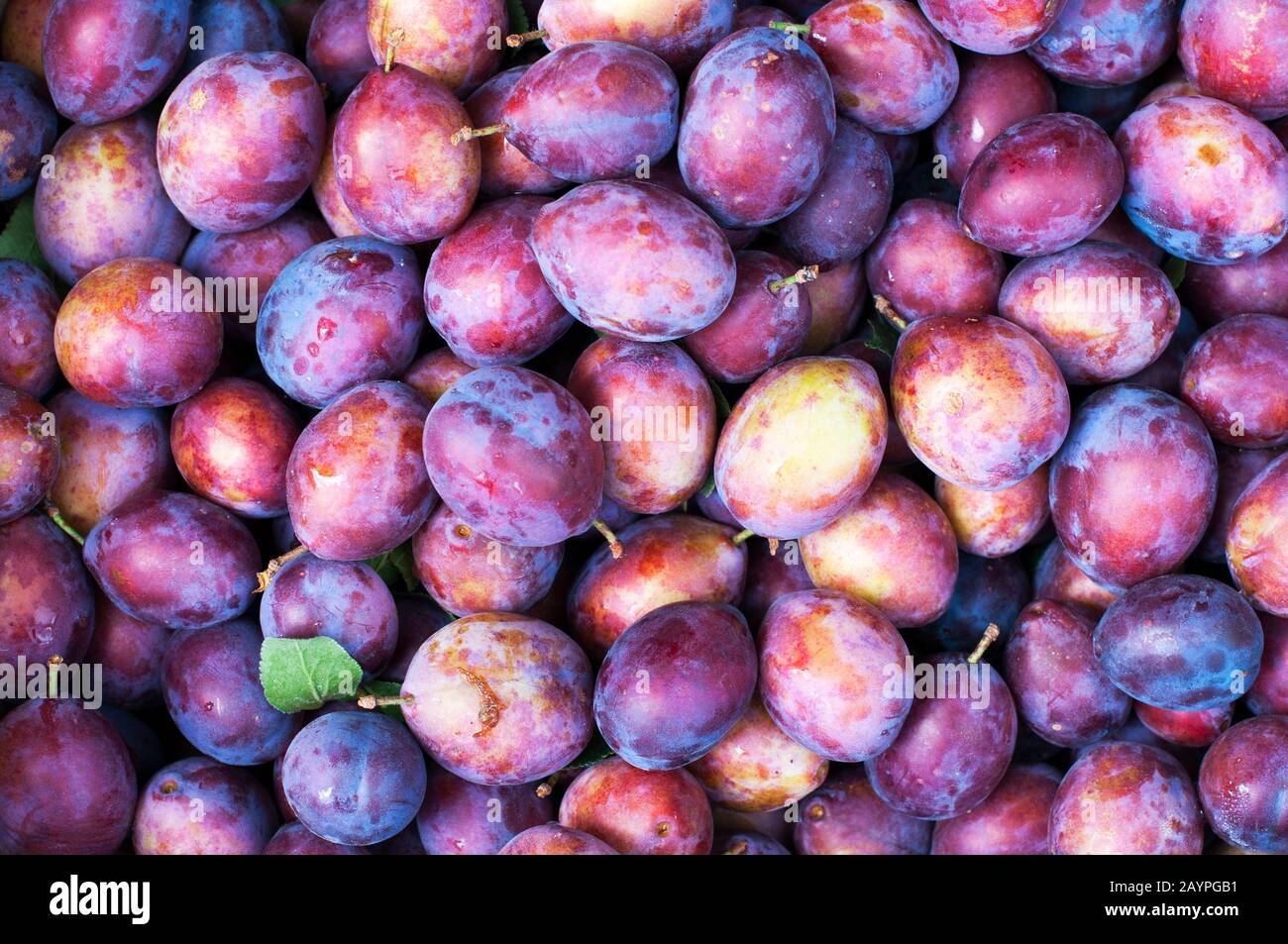 Blue plum hi-res stock photography and images - Alamy