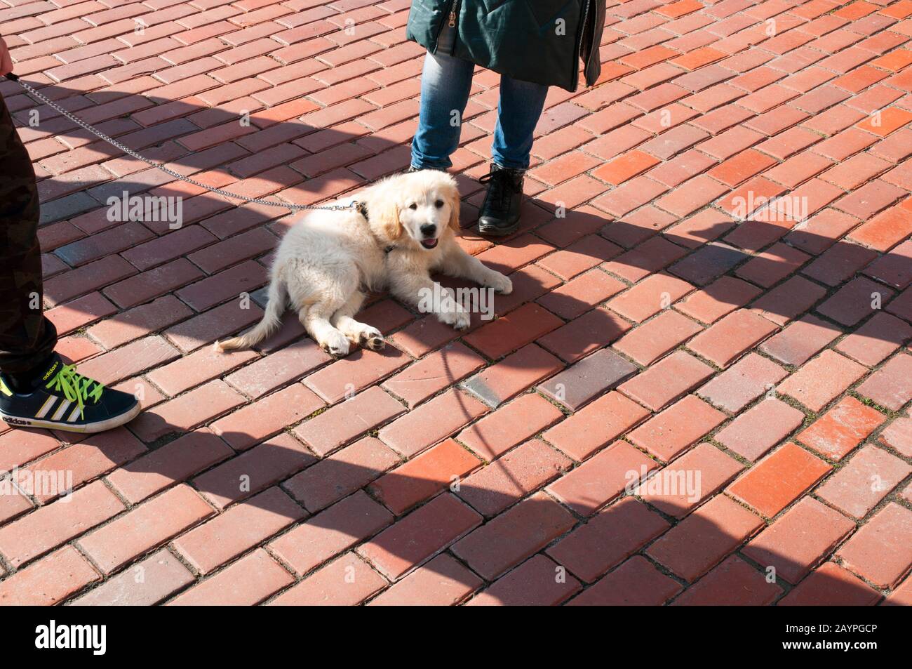 beautiful light dog labrador Stock Photo - Alamy