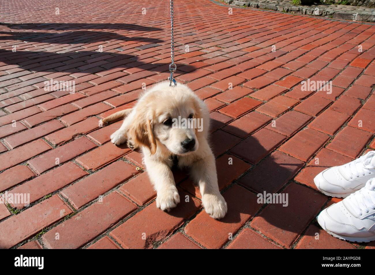Light dog hi-res stock photography and images - Alamy
