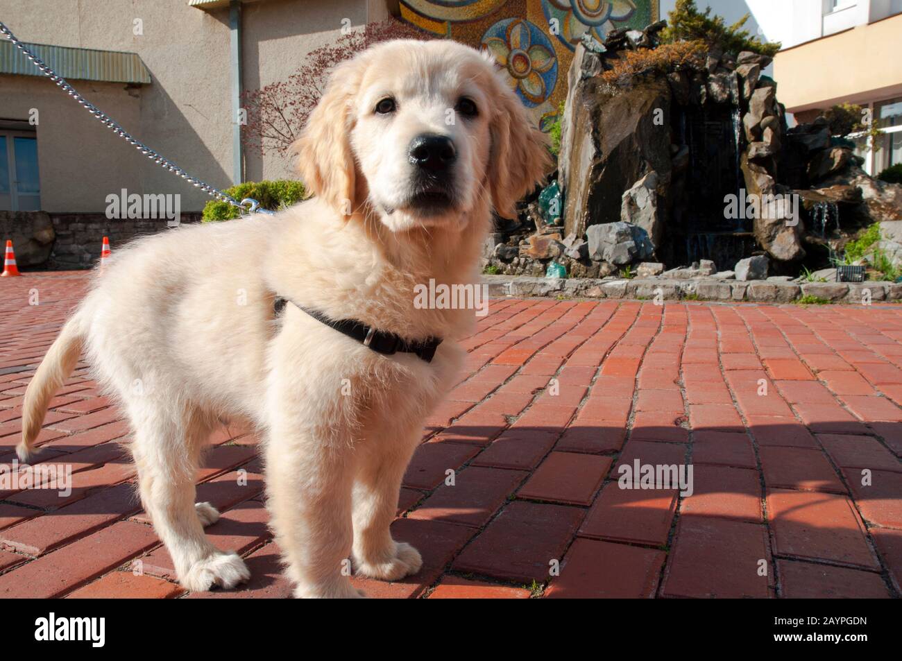 beautiful light dog labrador Stock Photo - Alamy