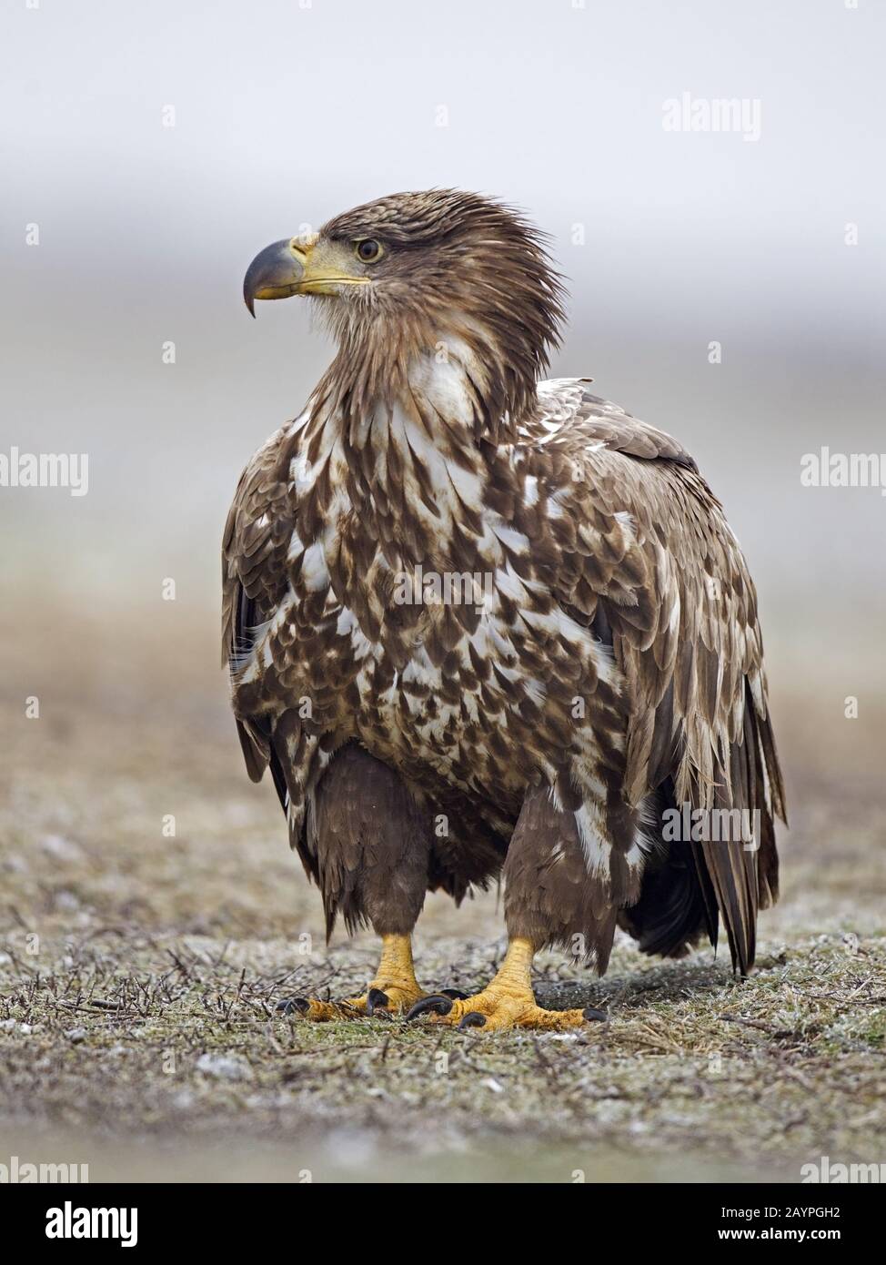 White-tailed eagle standing Stock Photo - Alamy