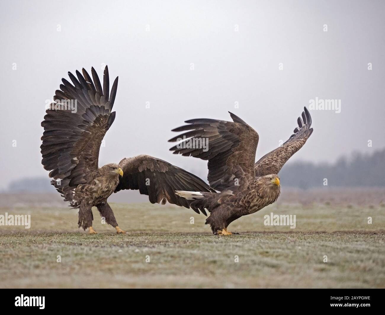 White-tailed eagle chasing off eagle Stock Photo - Alamy