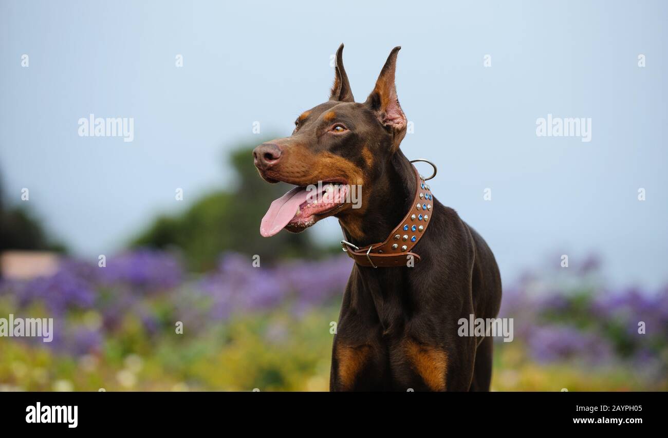 What Is Warlock Doberman