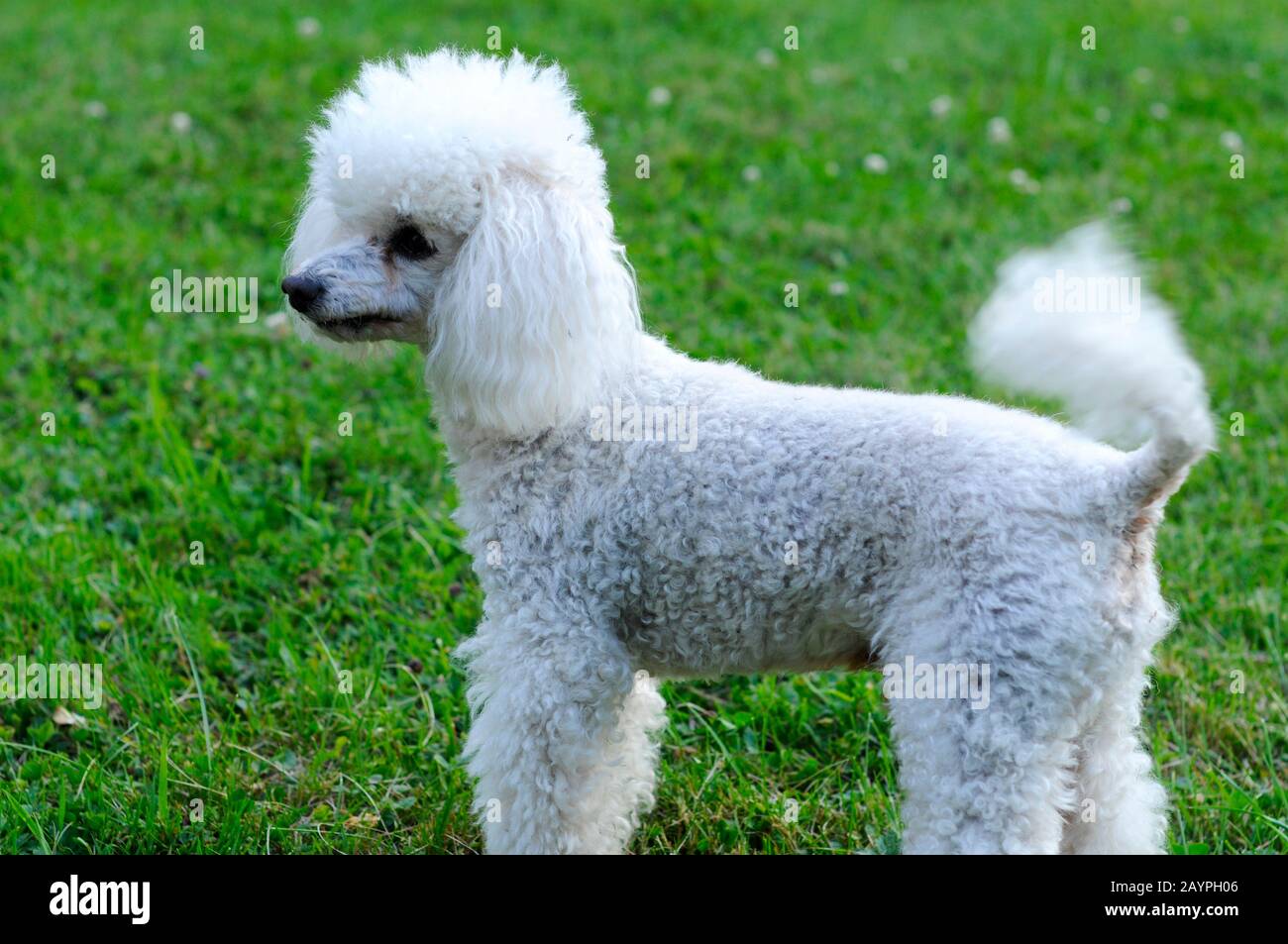 White Miniature Poodle On Grass High Resolution Stock Photography and ...