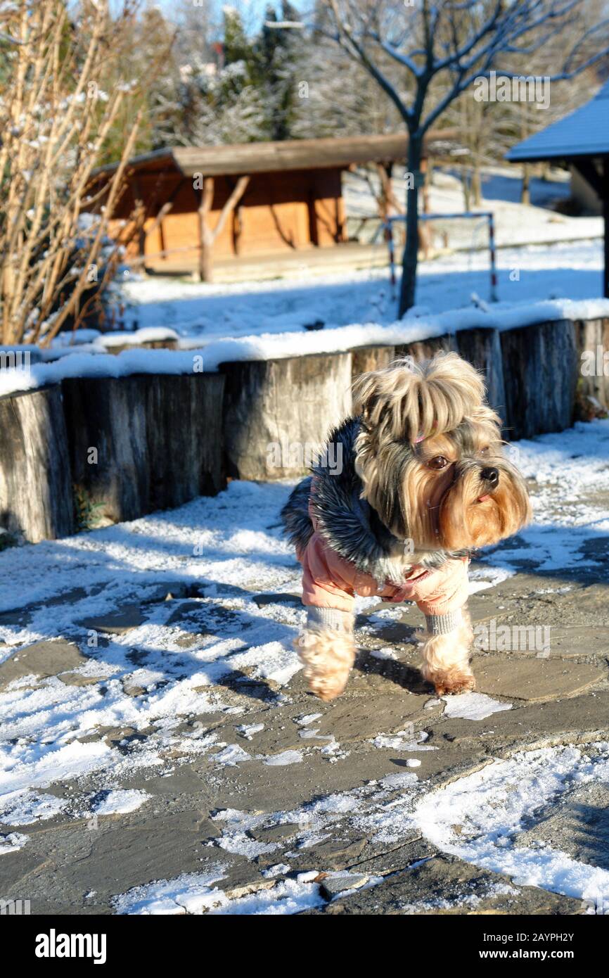 Cheerful dog in the colors of the spring day Stock Photo - Alamy