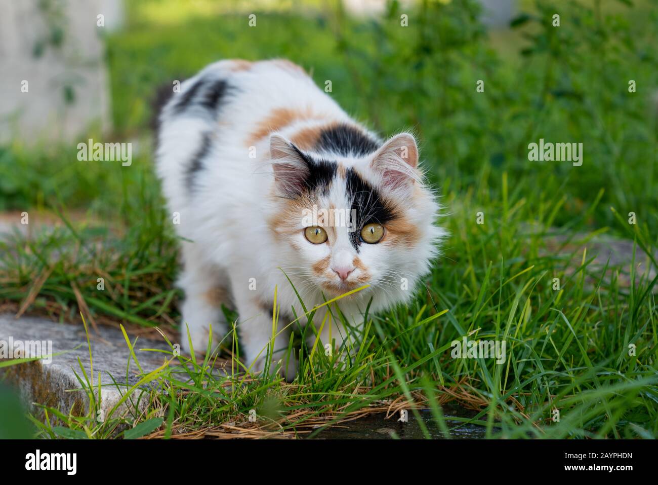Face mix of black and white and color hi-res stock photography and ...