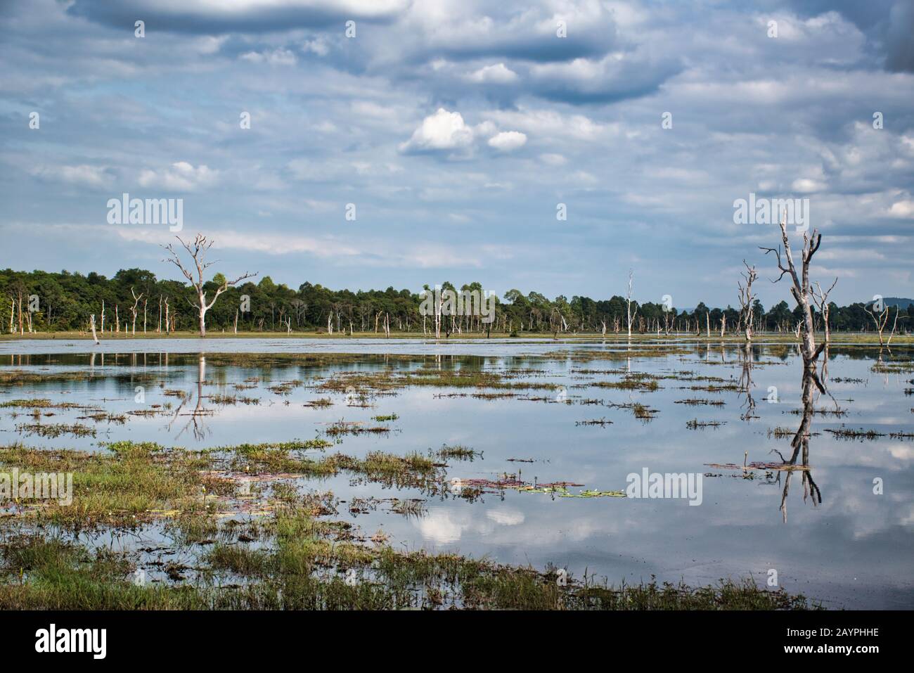 Scenery view of the lake with dead trees around Neak Poan that is an ...