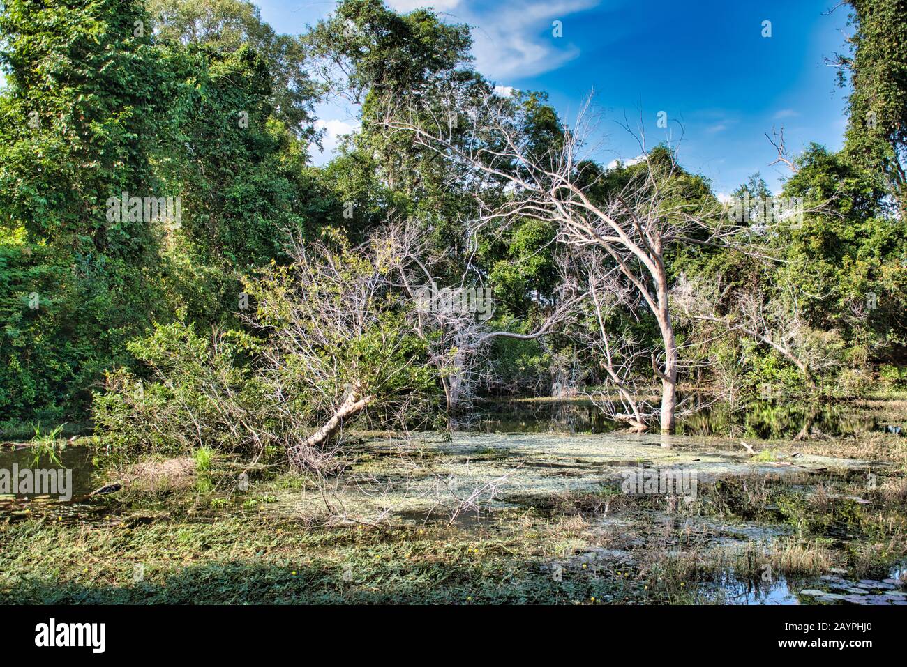Scenery view of the lake with dead trees around Neak Poan that is an ...