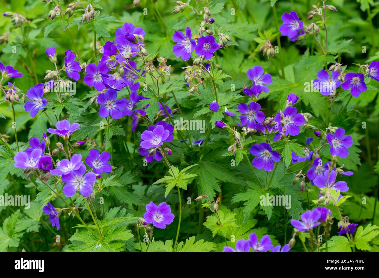 Forest geranium hi-res stock photography and images - Alamy