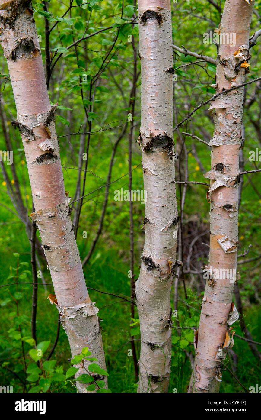 Close-up of birch trees inside a small forest (rare in Iceland) at ...